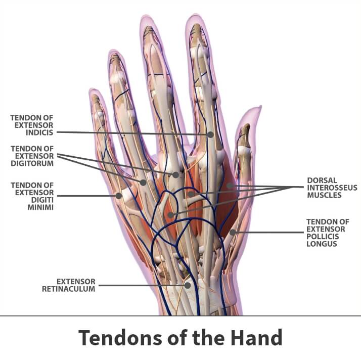 Ciri Ciri Tendon Robek Pada Telapak Tangan Tanya Alodokter