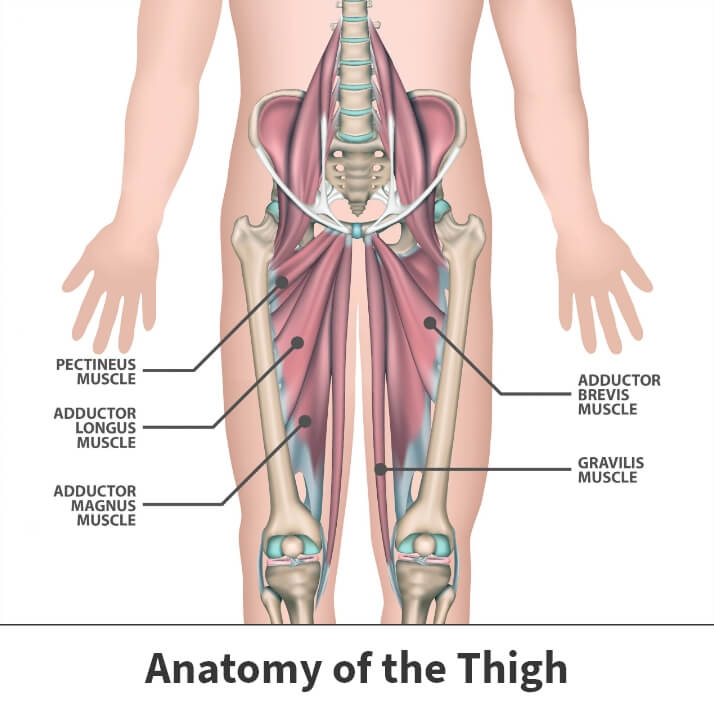Groin Muscle Anatomy Groin Muscle Anatomy