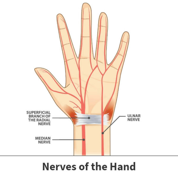 Nerves in Hand | Florida Orthopaedic Institute