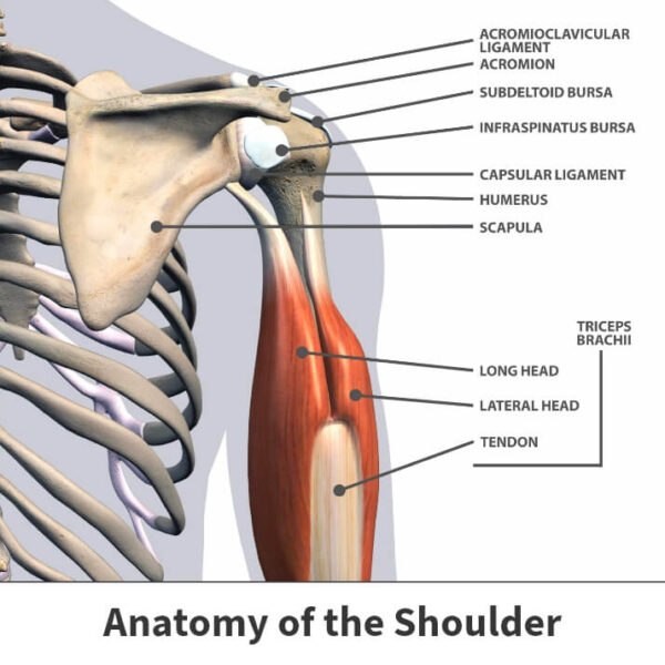 Dislocated Shoulder | Florida Orthopaedic Institute
